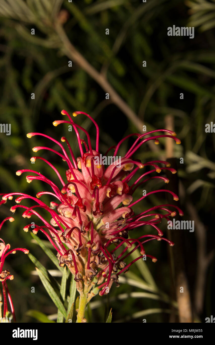 Red Silky Oak (Grevillea banksii Stock Photo - Alamy