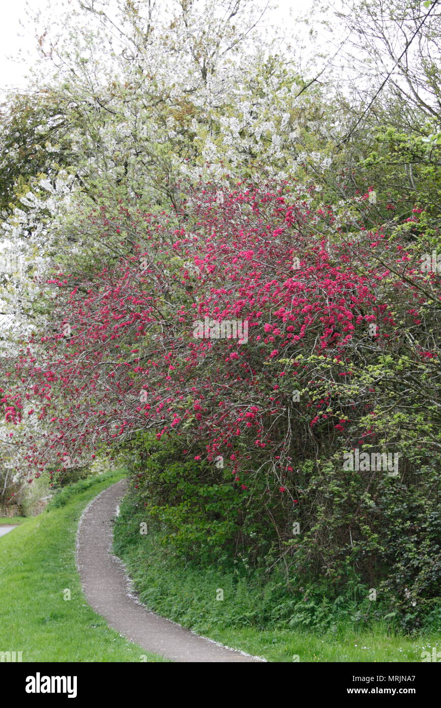 Falling blossom uk hi-res stock photography and images - Alamy