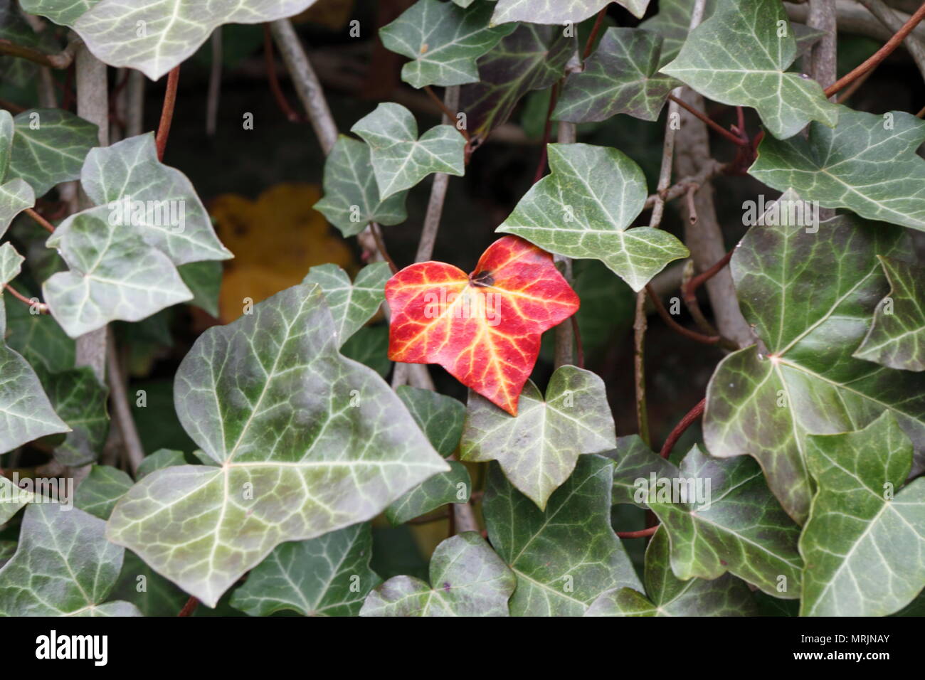 Ivy Plant (hedera) growing in the Spring Stock Photo - Alamy