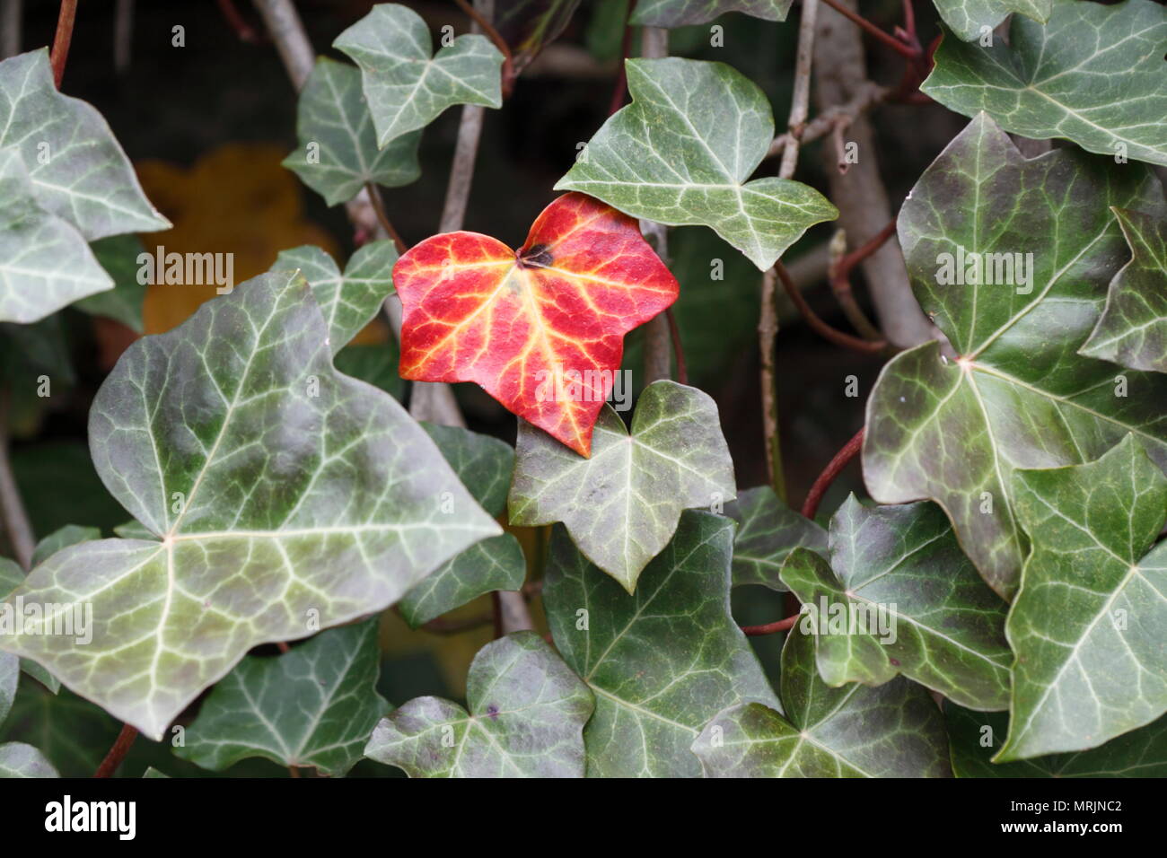Hedera araliaceae english ivy vines hi-res stock photography and images ...