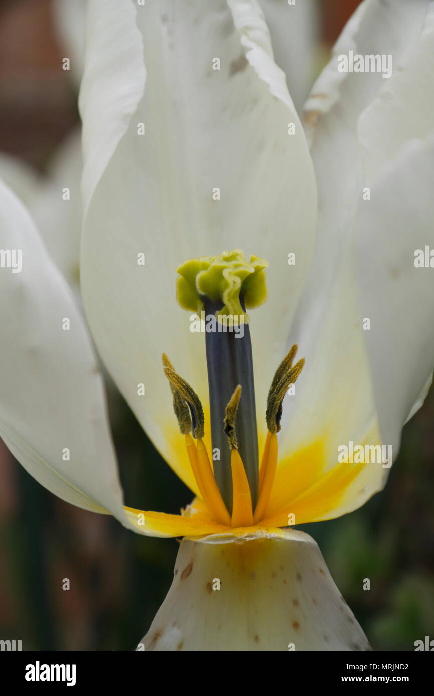 Tulip showing internals Stock Photo - Alamy