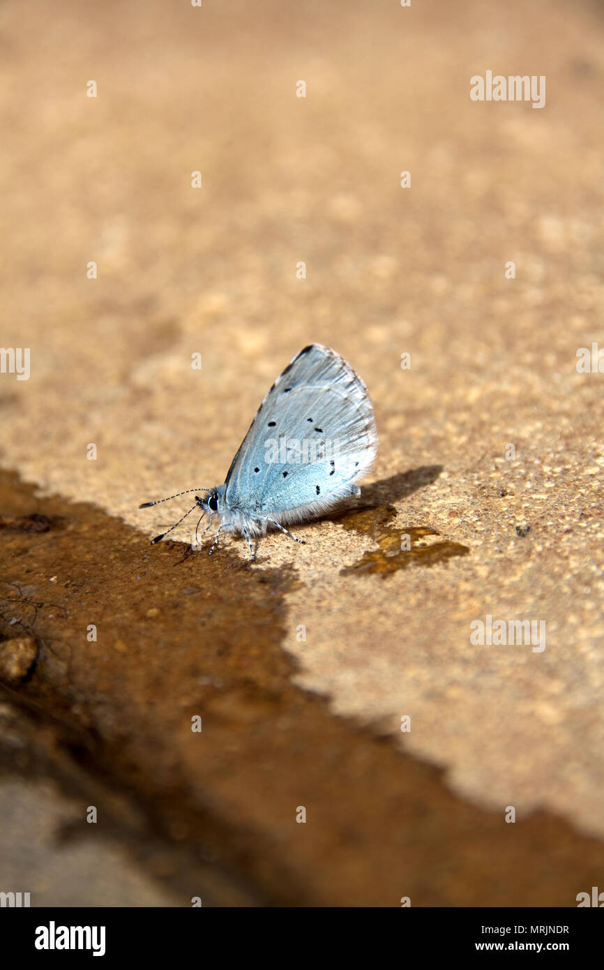 Blues family butterfly hi-res stock photography and images - Alamy