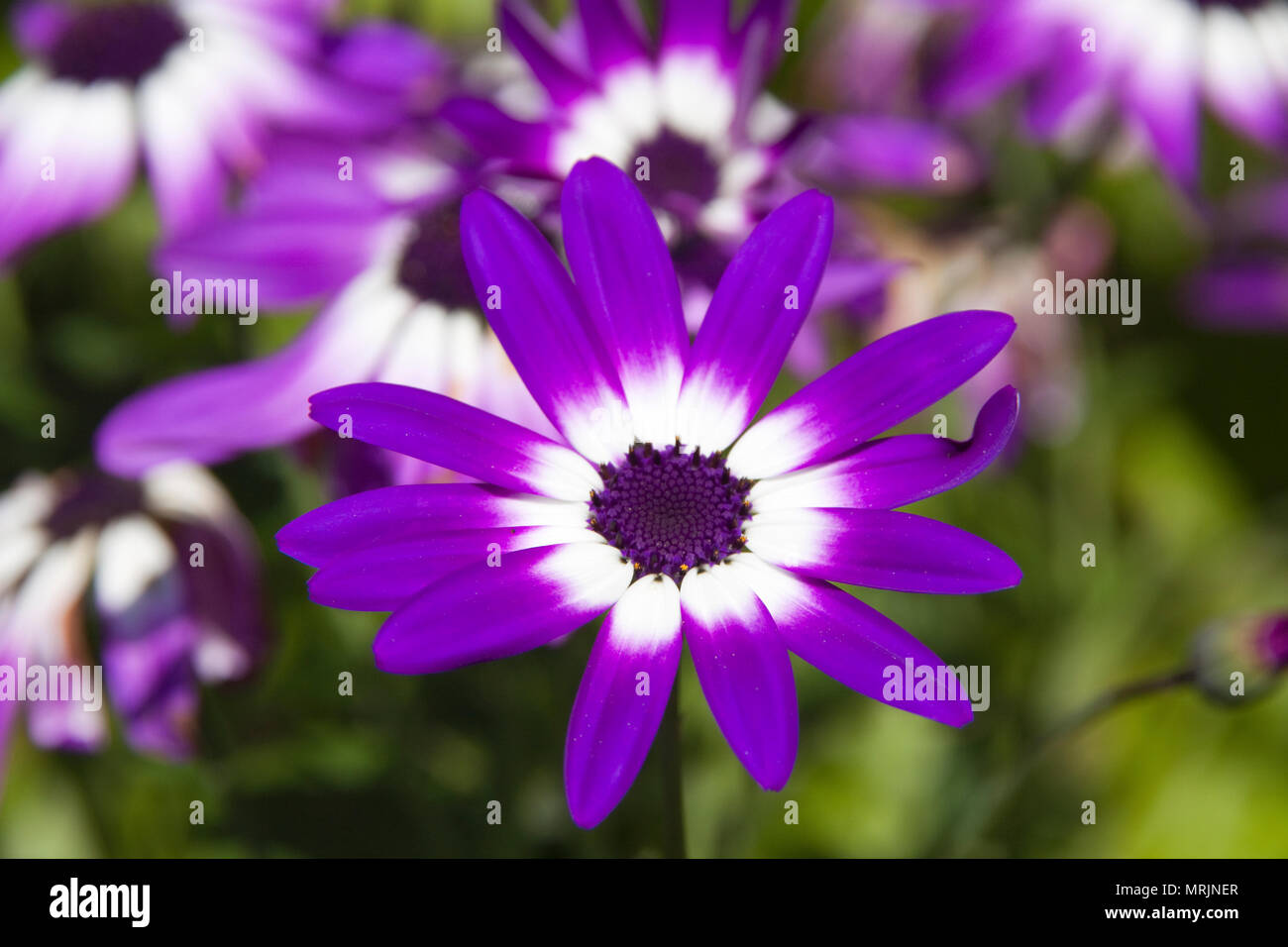 Lavender african daisy hi-res stock photography and images - Alamy