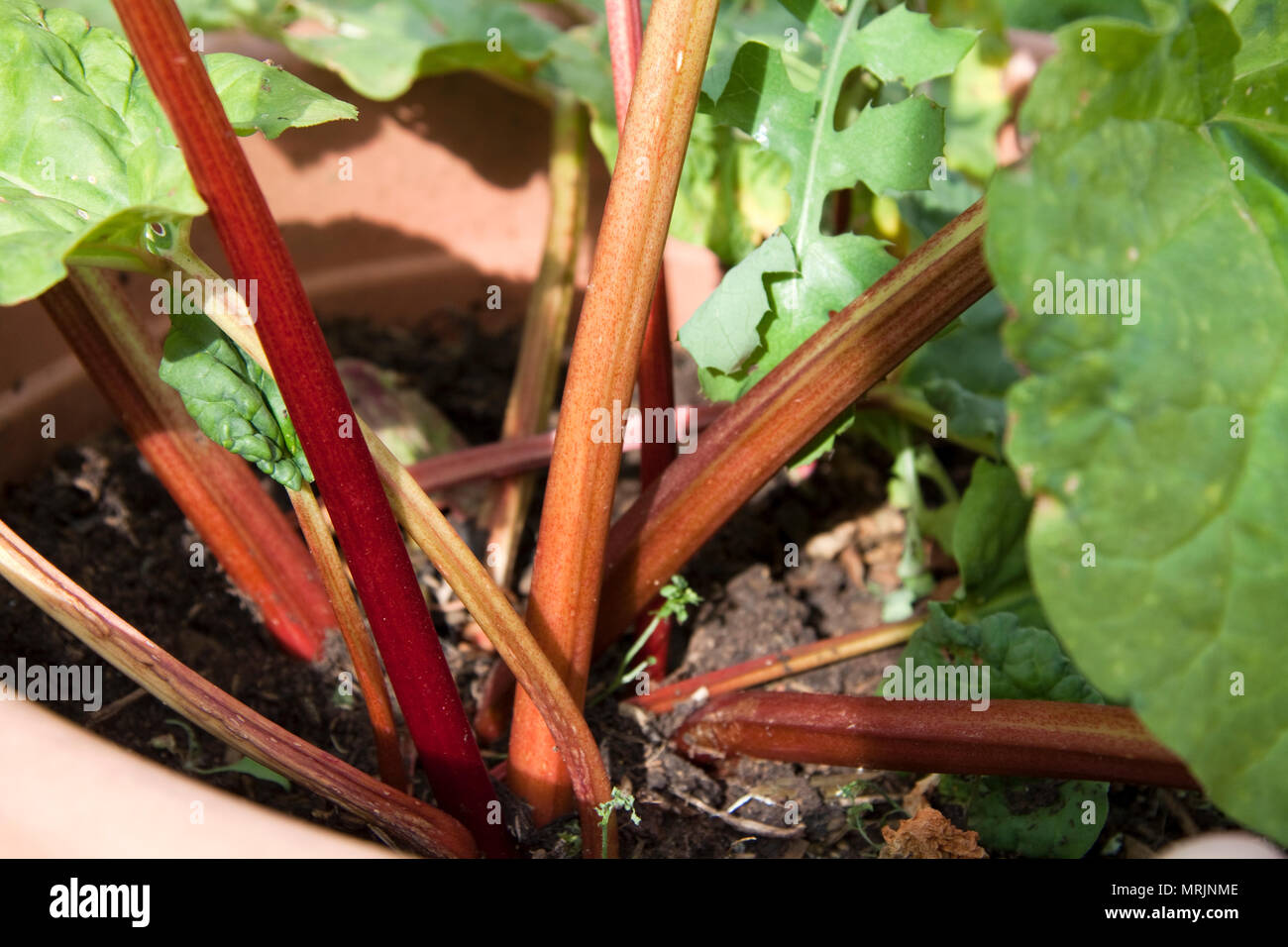 Rhubarb growing in a pot in the garden Stock Photo - Alamy