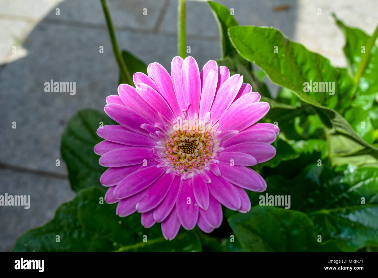 Light pink gerbera hi-res stock photography and images - Alamy