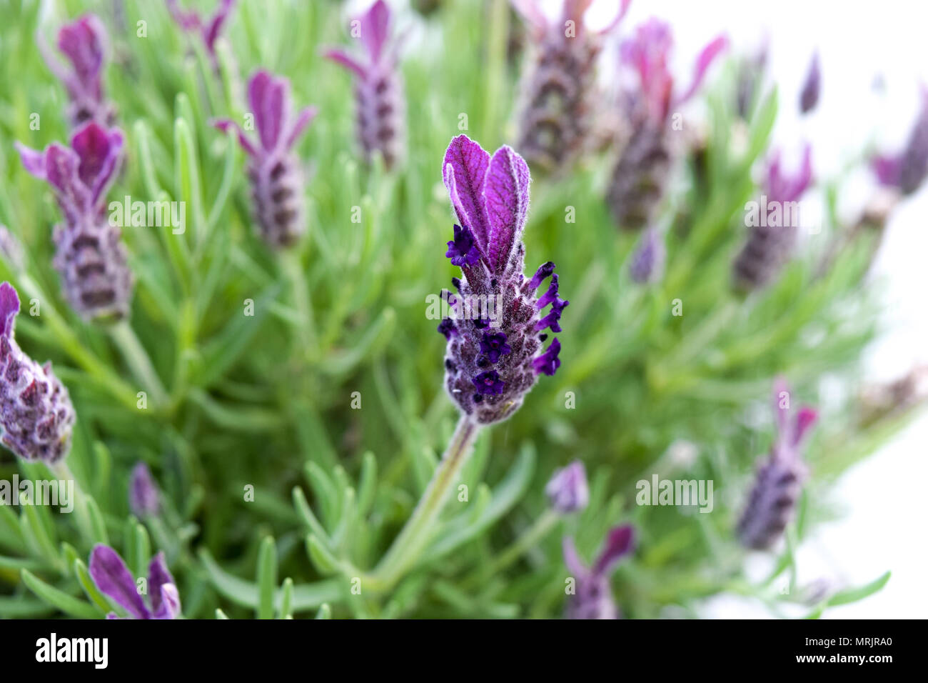 Lavender close up in front of white background Stock Photo - Alamy