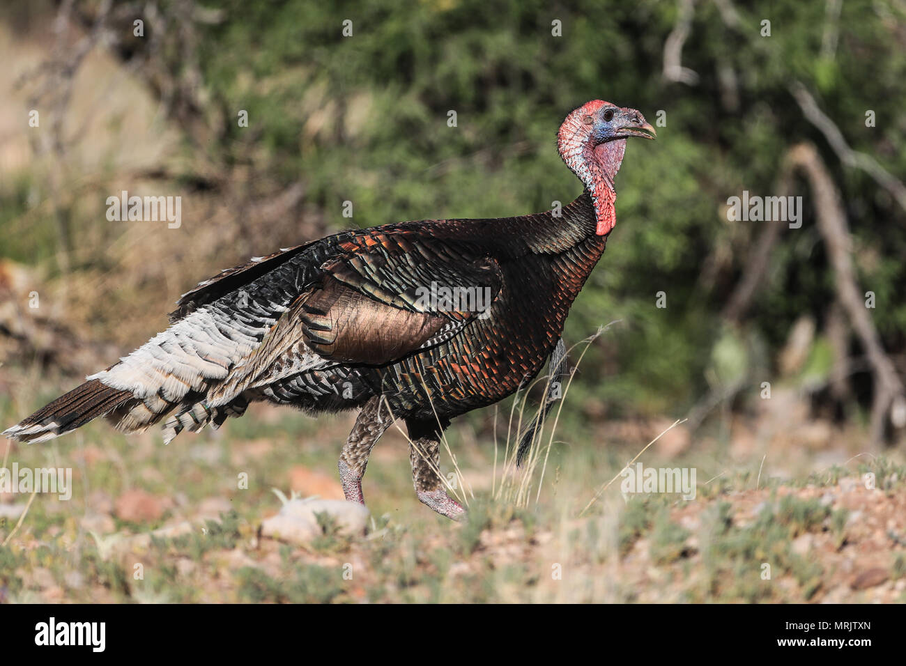 Turkey Silveste in the eye basin. SONORA MEXICO The Cuenca Los Ojos ...