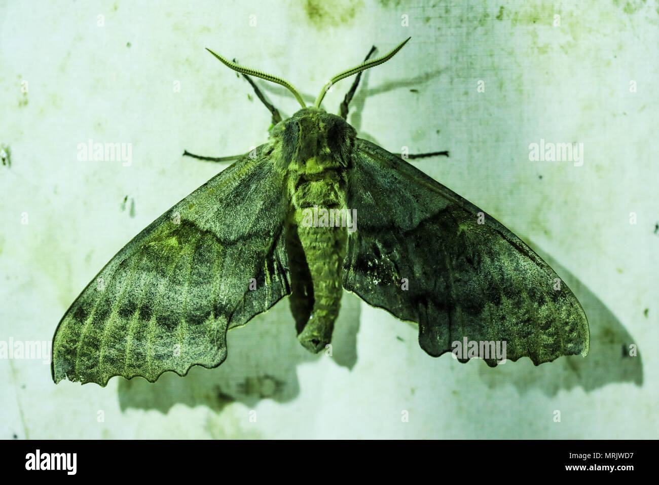 moth. spotlights and reflectors to attract insects in the dark. The ...