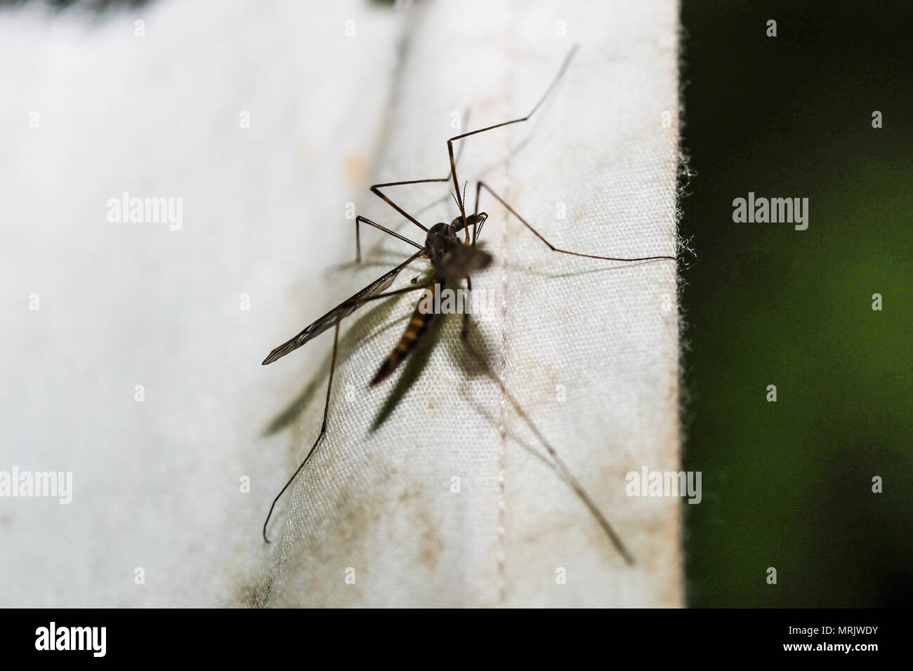 spotlights and reflectors to attract insects in the dark. The light ...
