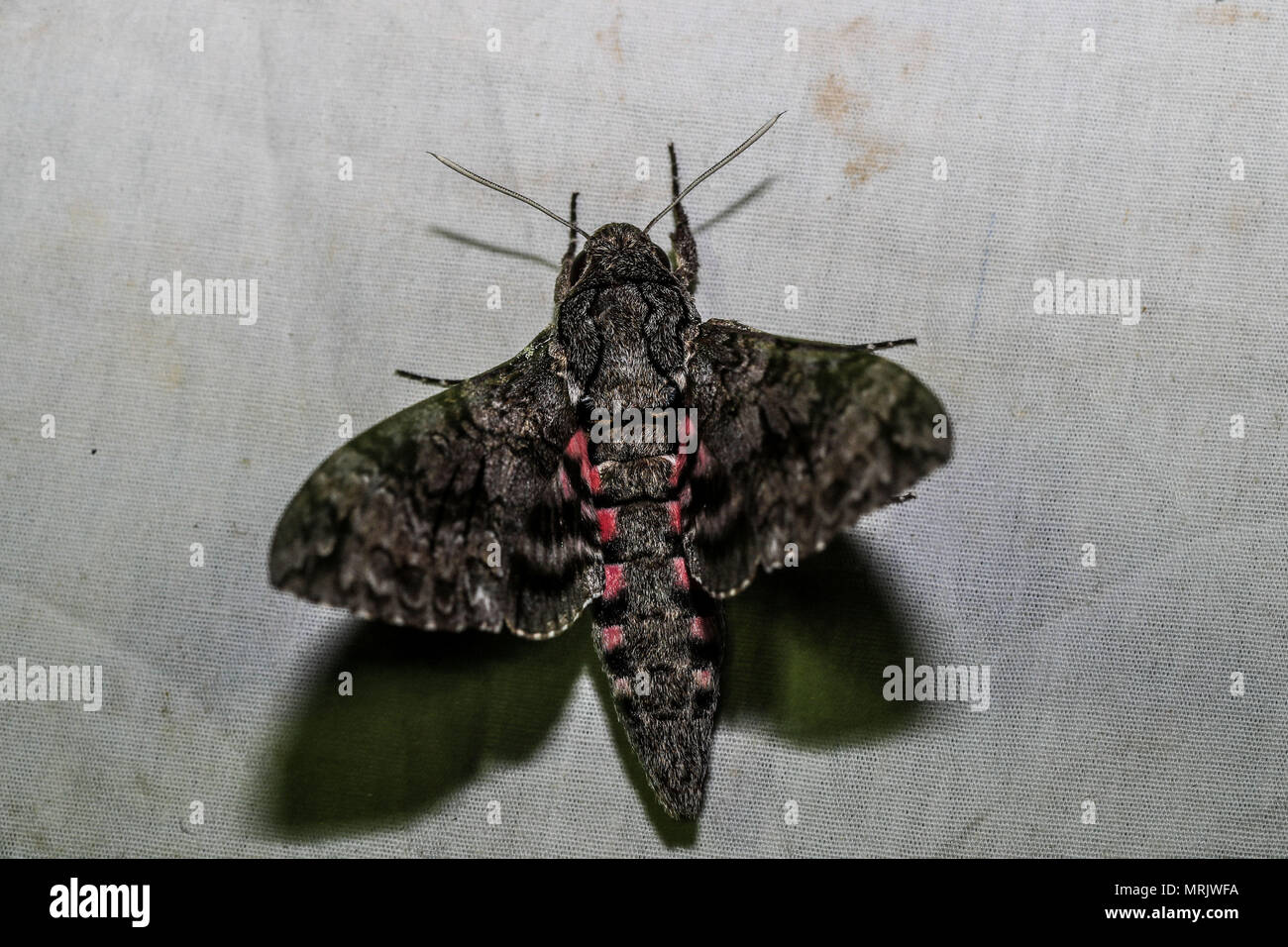 Collecting Moths High Resolution Stock Photography and Images - Alamy