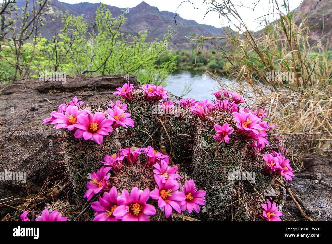 Rosa de cactus hi-res stock photography and images - Alamy