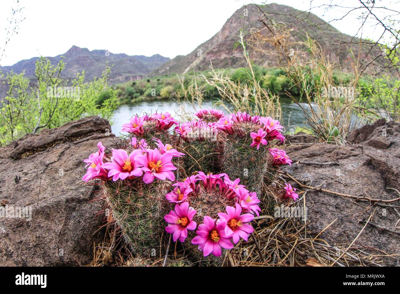 Rosa de cactus hi-res stock photography and images - Alamy