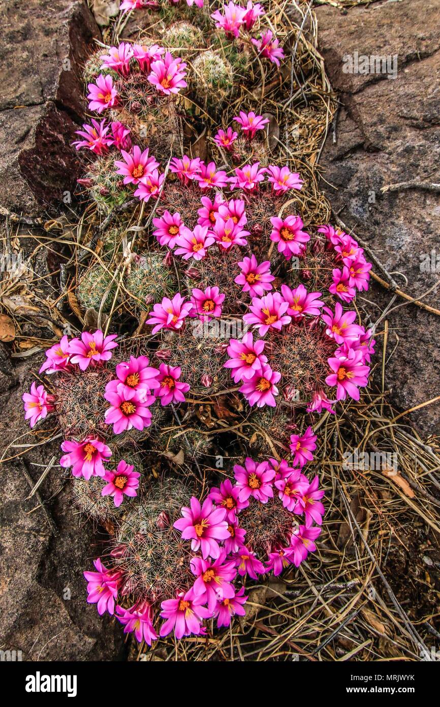 great flow of millions of cubic meters of water from the Yaqui River ...