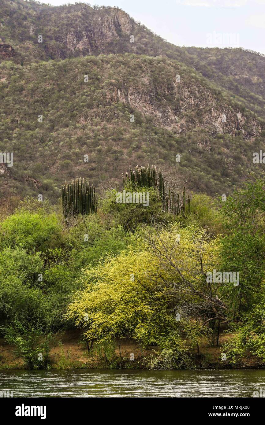 great flow of millions of cubic meters of water from the Yaqui River ...