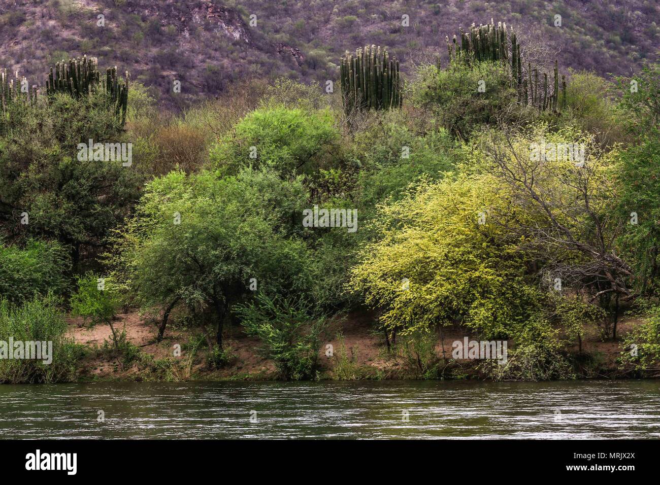great flow of millions of cubic meters of water from the Yaqui River ...