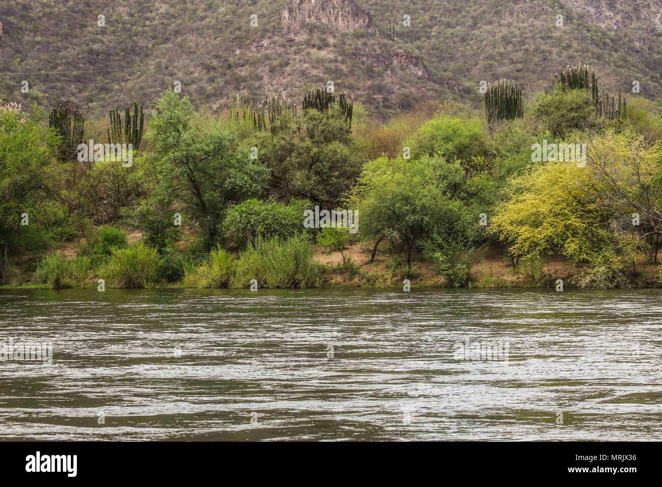 great flow of millions of cubic meters of water from the Yaqui River ...
