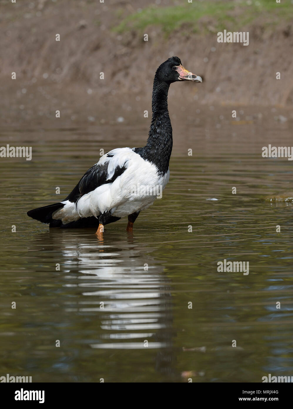 Magpie Goose - Anseranas semipalmata Native of Australia Stock Photo ...