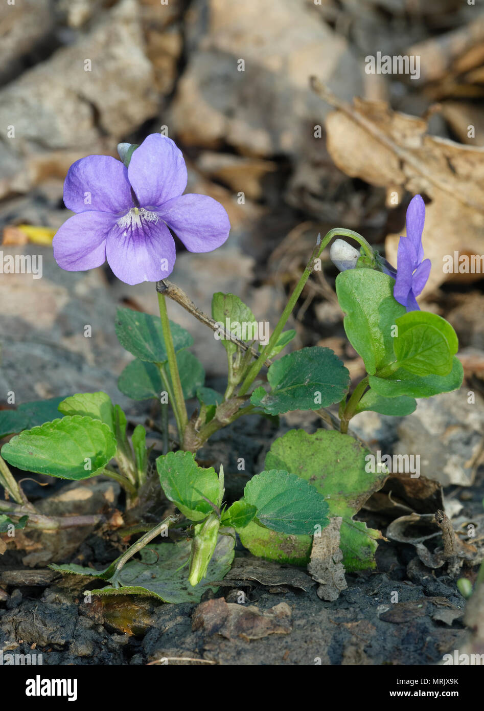 Common Dog-violet - Viola riviniana Whole plant with two flowers Stock ...