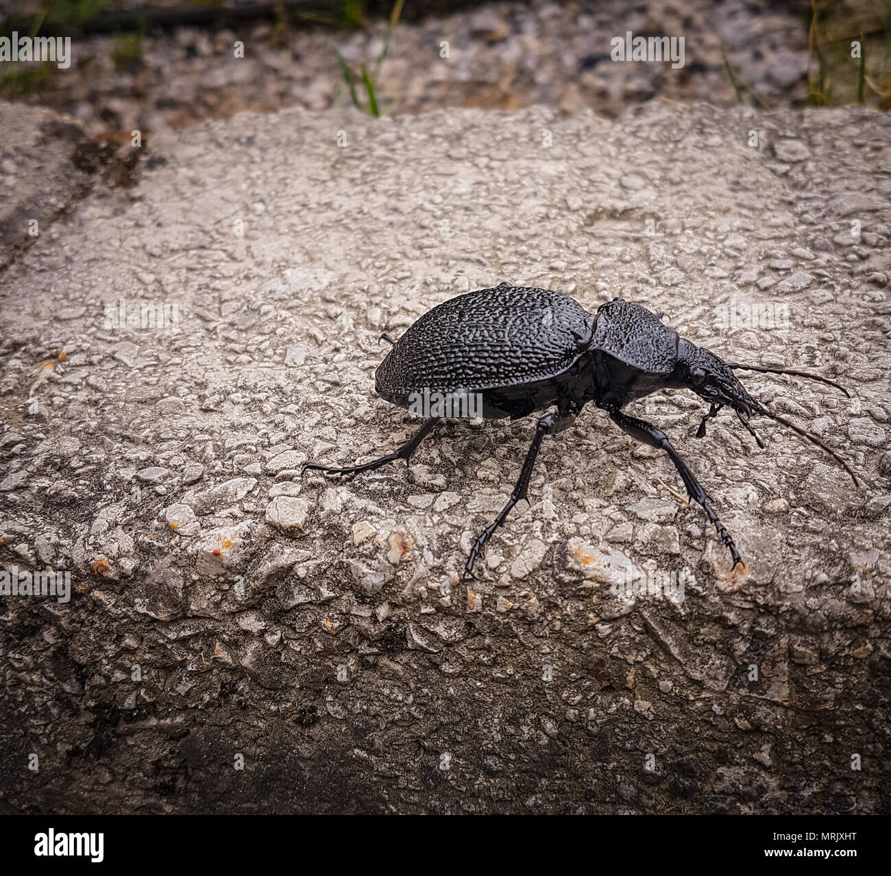 Procerus gigas hi-res stock photography and images - Alamy