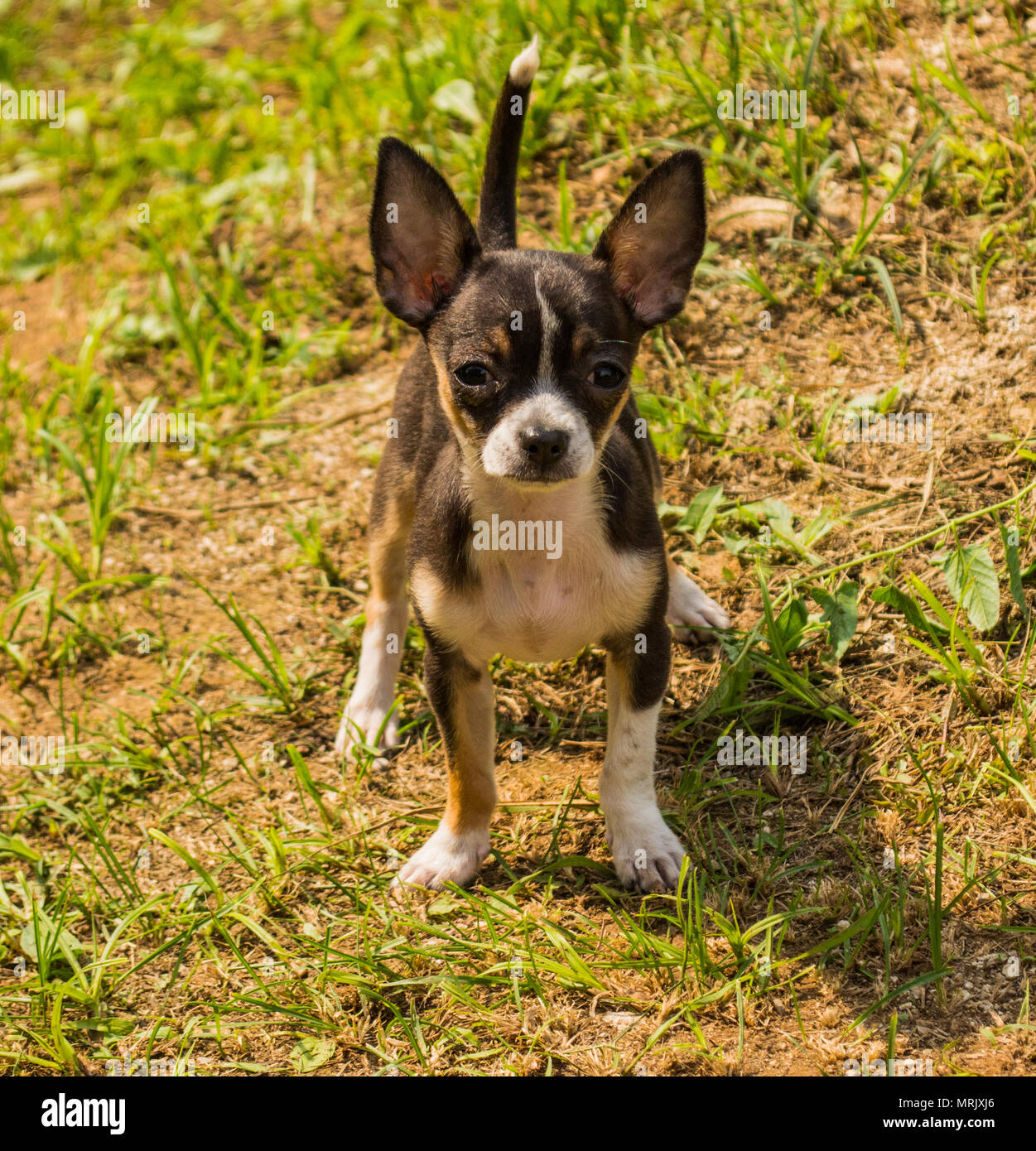 Techichi hi-res stock photography and images - Alamy