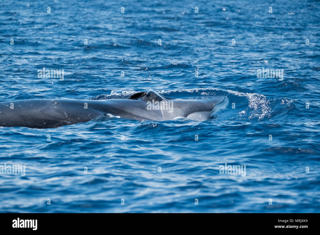 Pico boat trip hi-res stock photography and images - Alamy