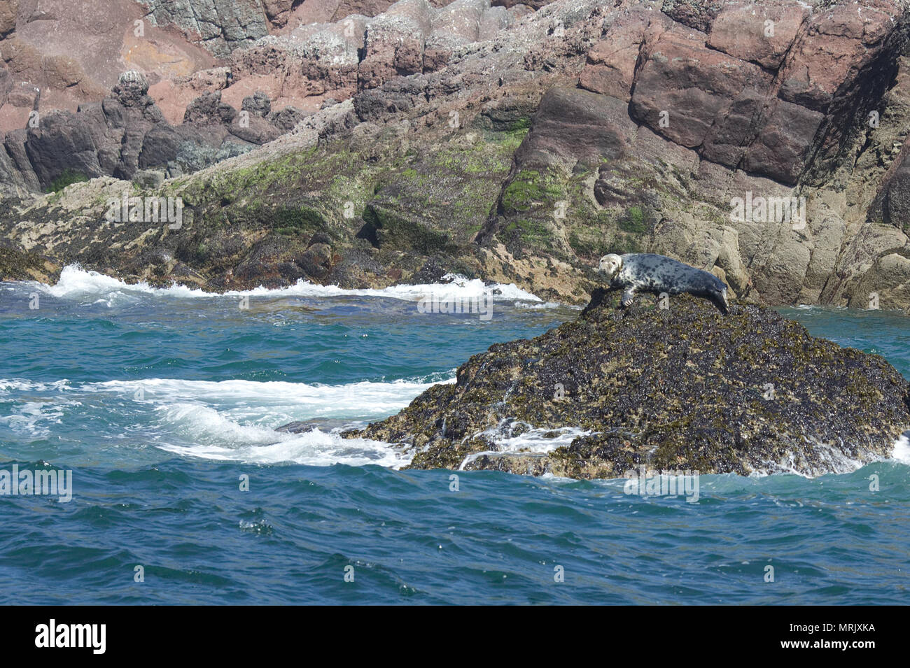 Seal on a rock hi-res stock photography and images - Alamy