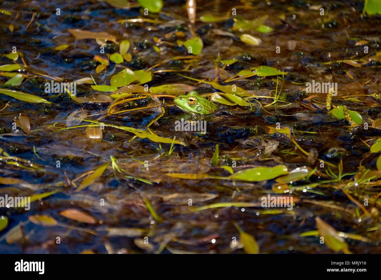 Frog in swimming pool hi-res stock photography and images - Alamy