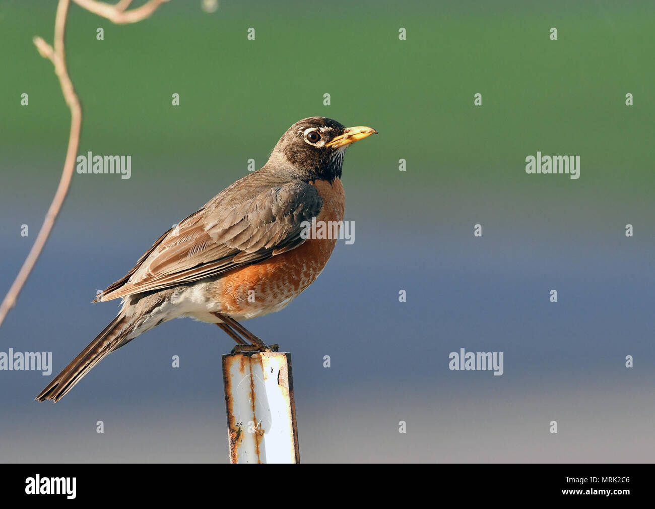 American Robin with worm on post Stock Photo - Alamy