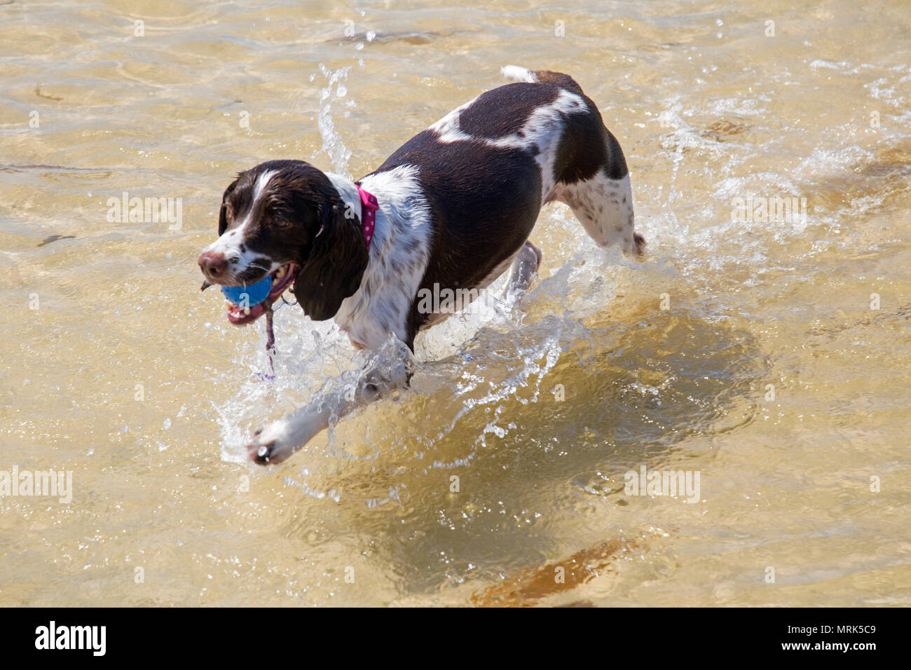 A Springer Spaniel dog on the beach on a sunny day splashing in water ...