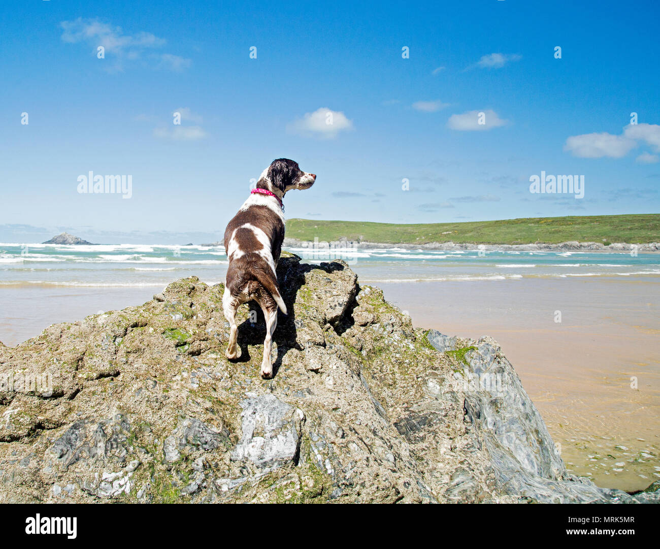 Cornwall dog beach hi-res stock photography and images - Alamy