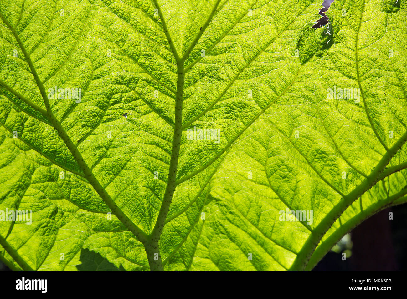 Texture background sunlight shining through a gunnera leaf photographed ... Texture background sunlight shining through a gunnera leaf photographed ...