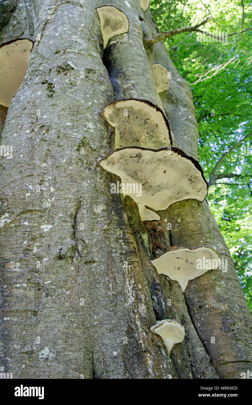 Fungi on a tree trunk Stock Photo - Alamy