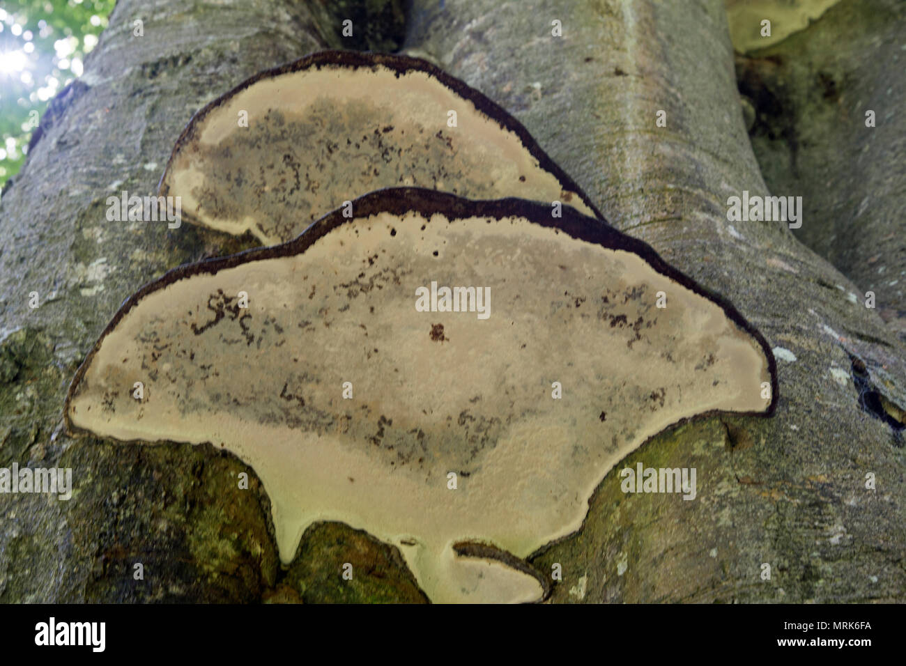 Fungi on a tree trunk Stock Photo - Alamy