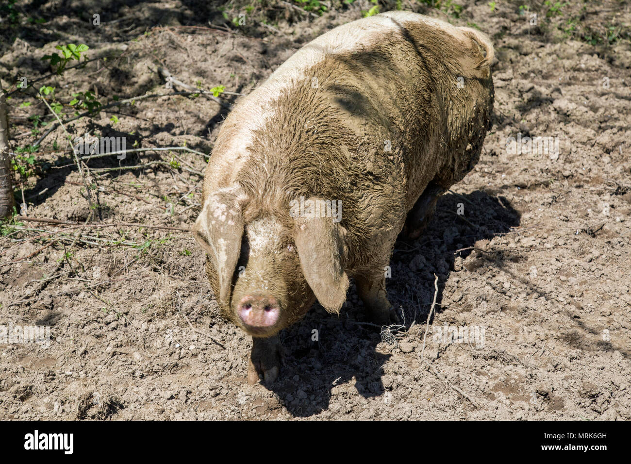 Adult pig hi-res stock photography and images - Alamy