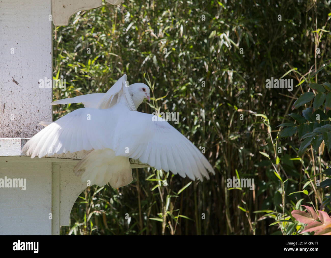 White dovecote with white doves engaged in courting behaviour Stock ...