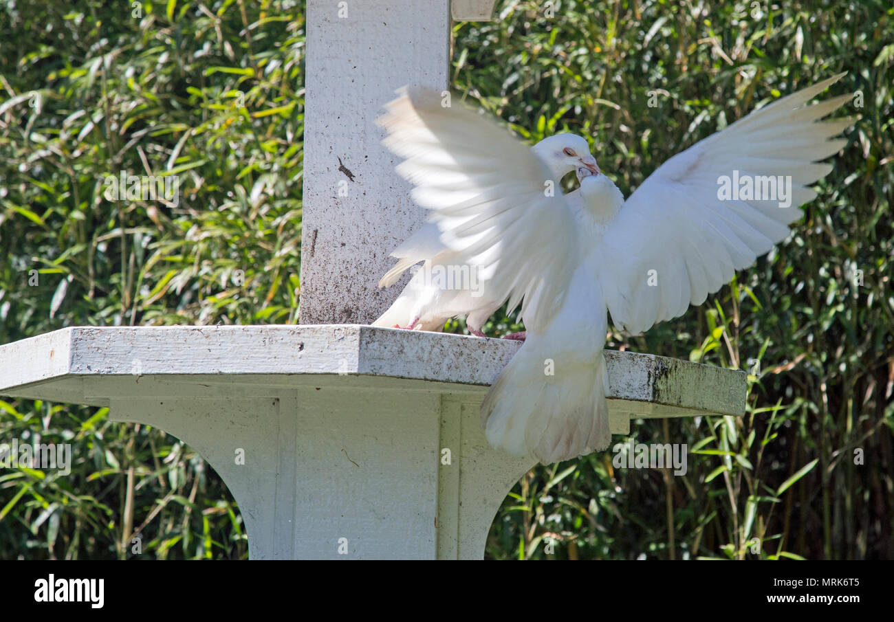 Lovey dovey couple hi-res stock photography and images - Alamy