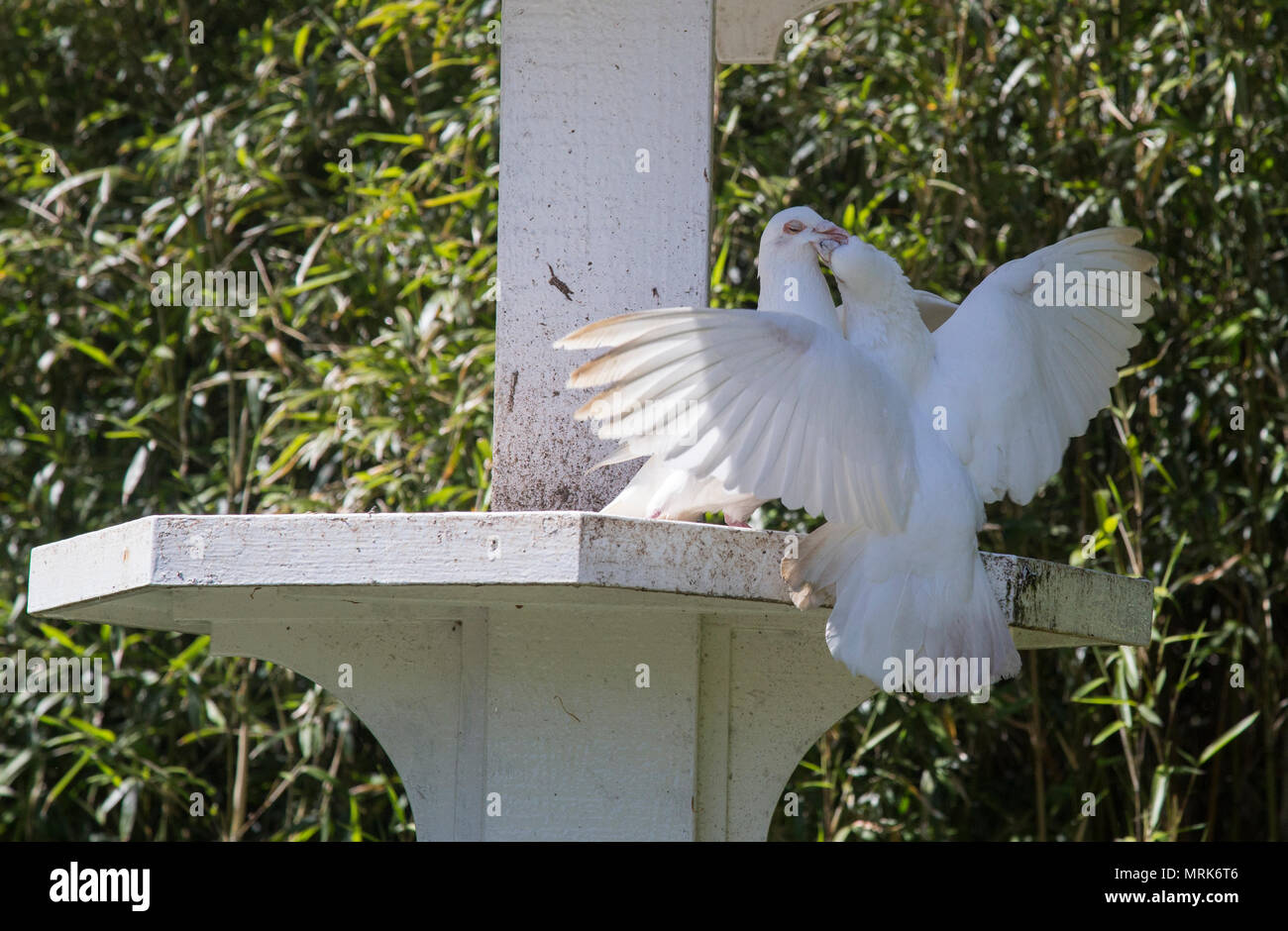 Doves At Dovecote Stock Photos & Doves At Dovecote Stock Images - Alamy