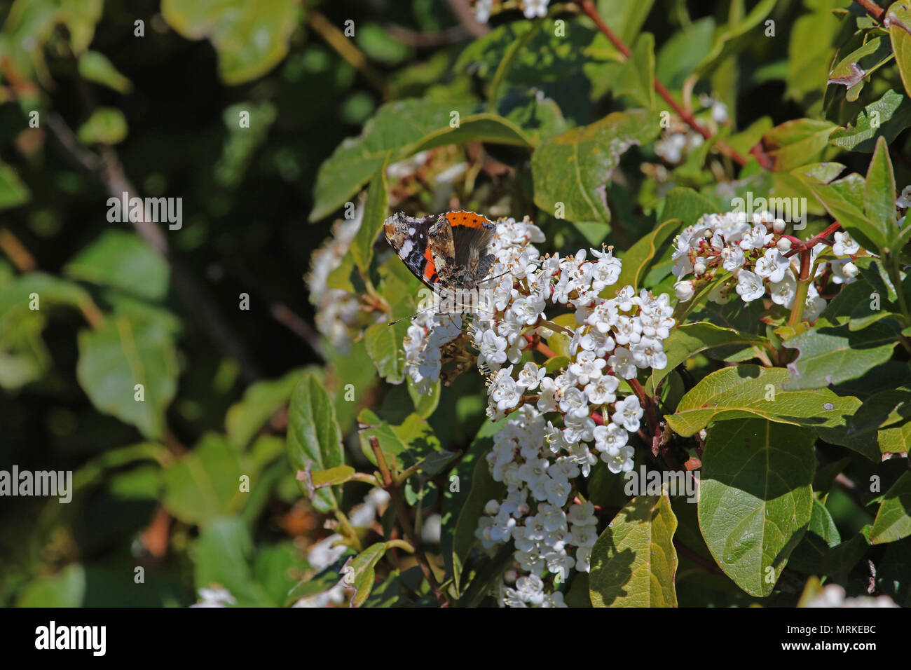 Red Admiral butterfly close up Latin atalanta vanessa feeding on the ...