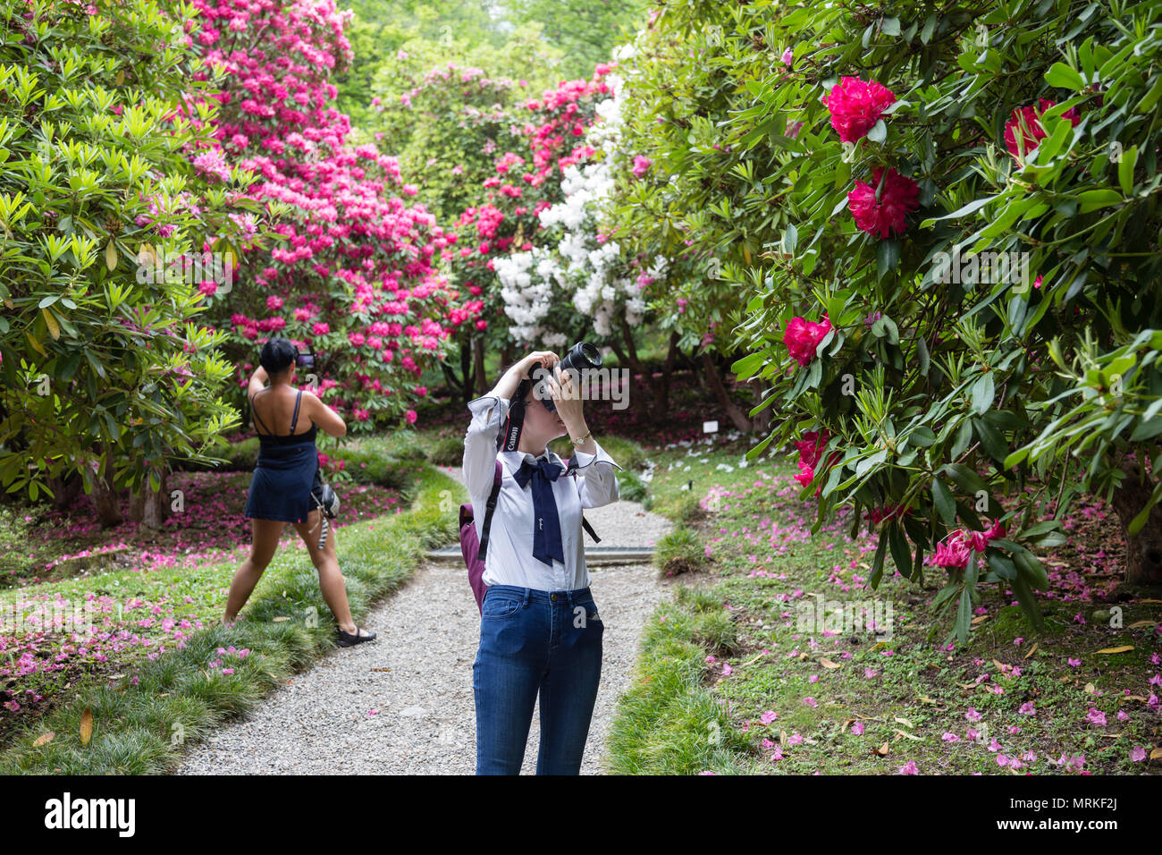Azalea trees in blossom in the garden of Villa Carlotta, Tremezzo Stock ...