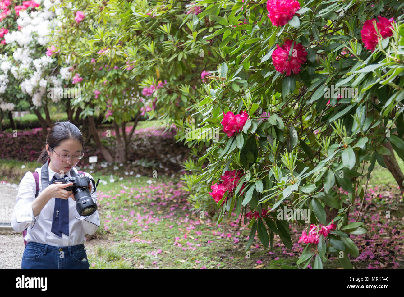 Azalea trees in blossom in the garden of Villa Carlotta, Tremezzo Stock ...