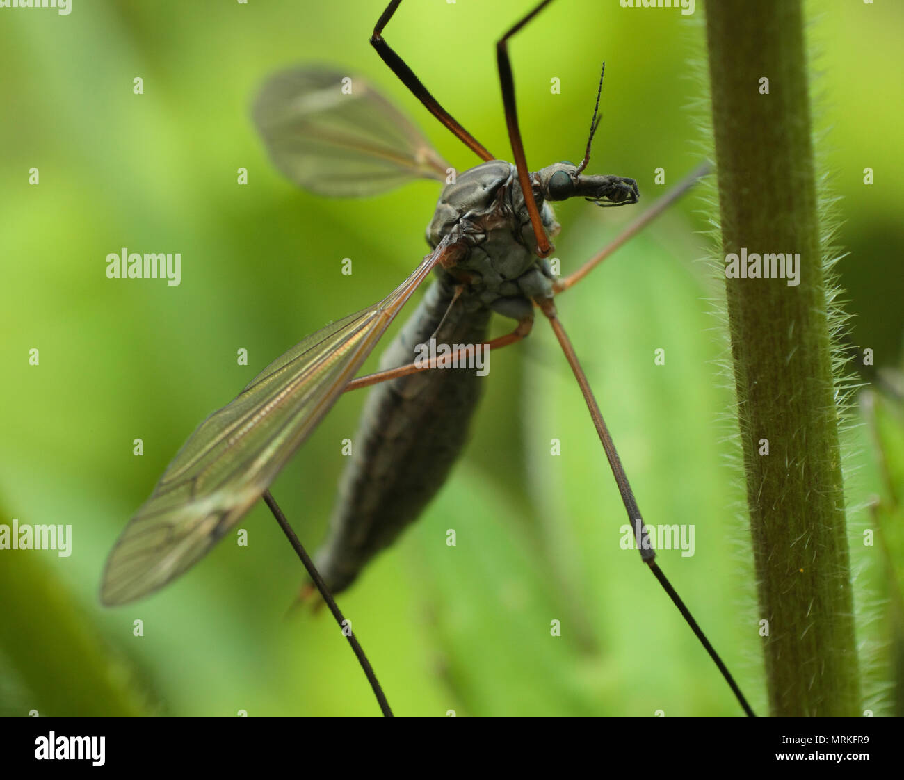 Crane Flies Stock Photos & Crane Flies Stock Images - Alamy