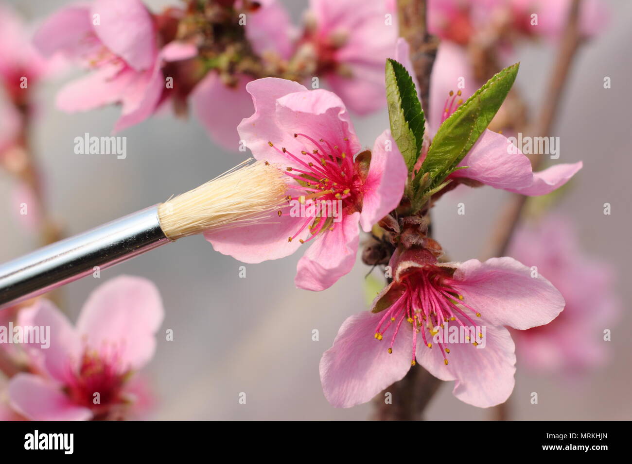 Hand pollination hi-res stock photography and images - Alamy