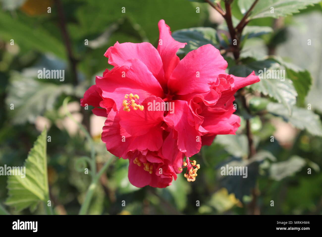 Beautiful flower hi-res stock photography and images - Alamy