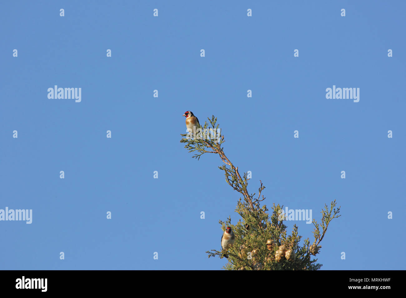 goldfinch or gold-finch bird Latin name carduelis carduelis family ...