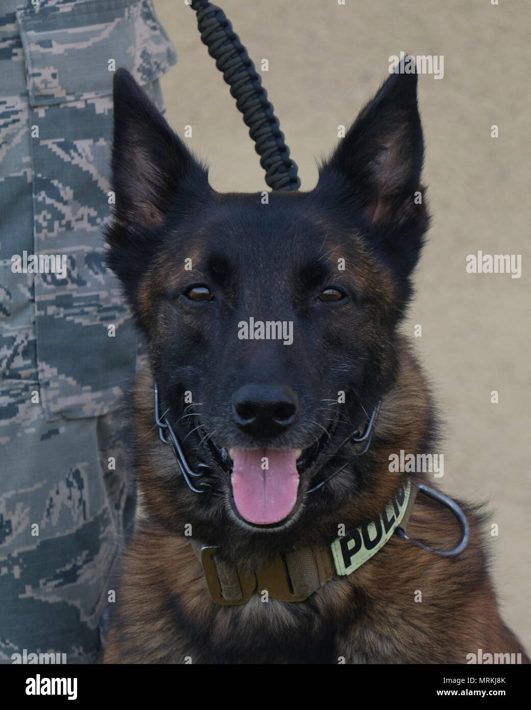 Military Working Dog Vviper, assigned to the 380th Expeditionary ...
