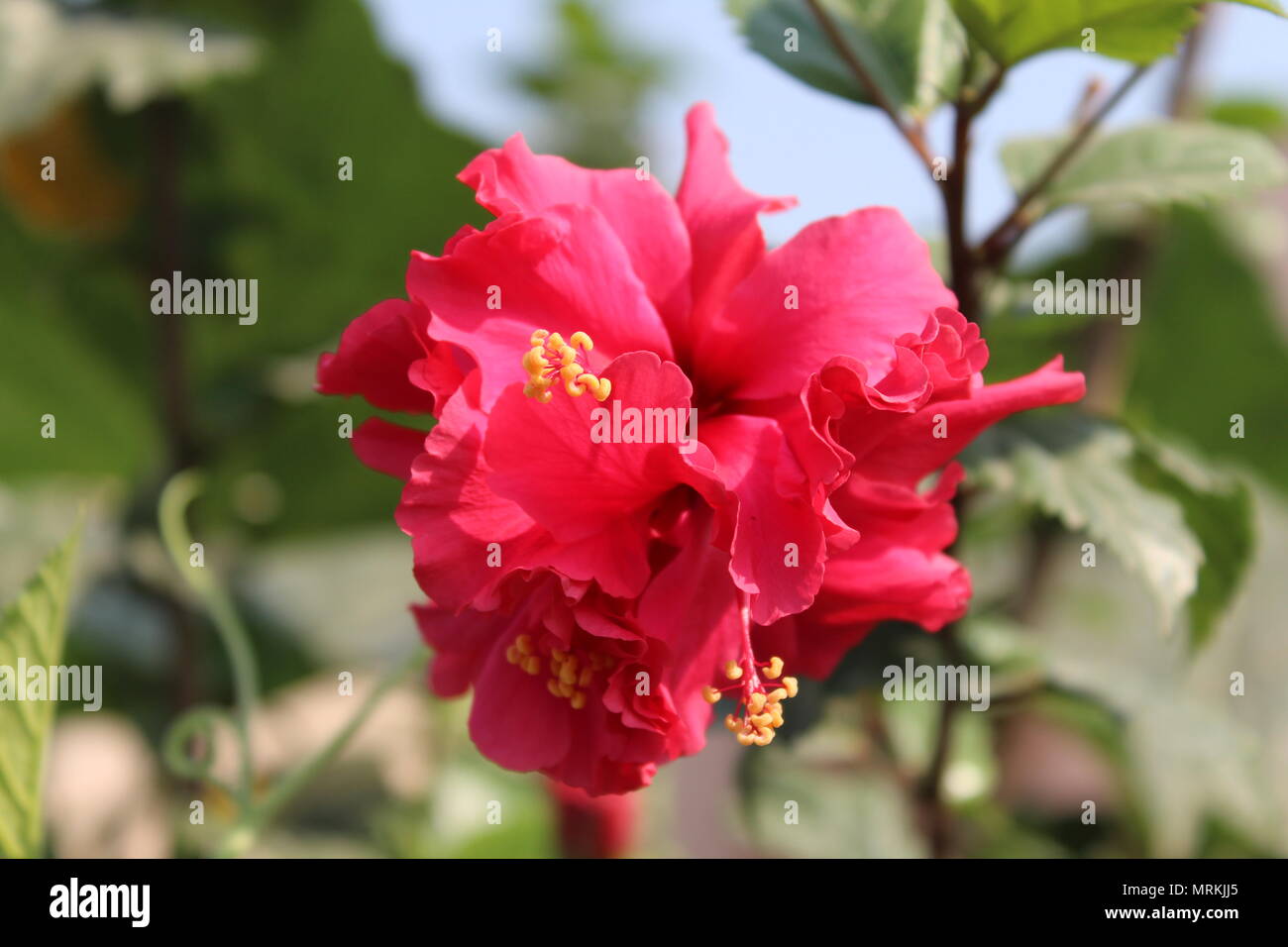 Red beautiful flower hi-res stock photography and images - Alamy