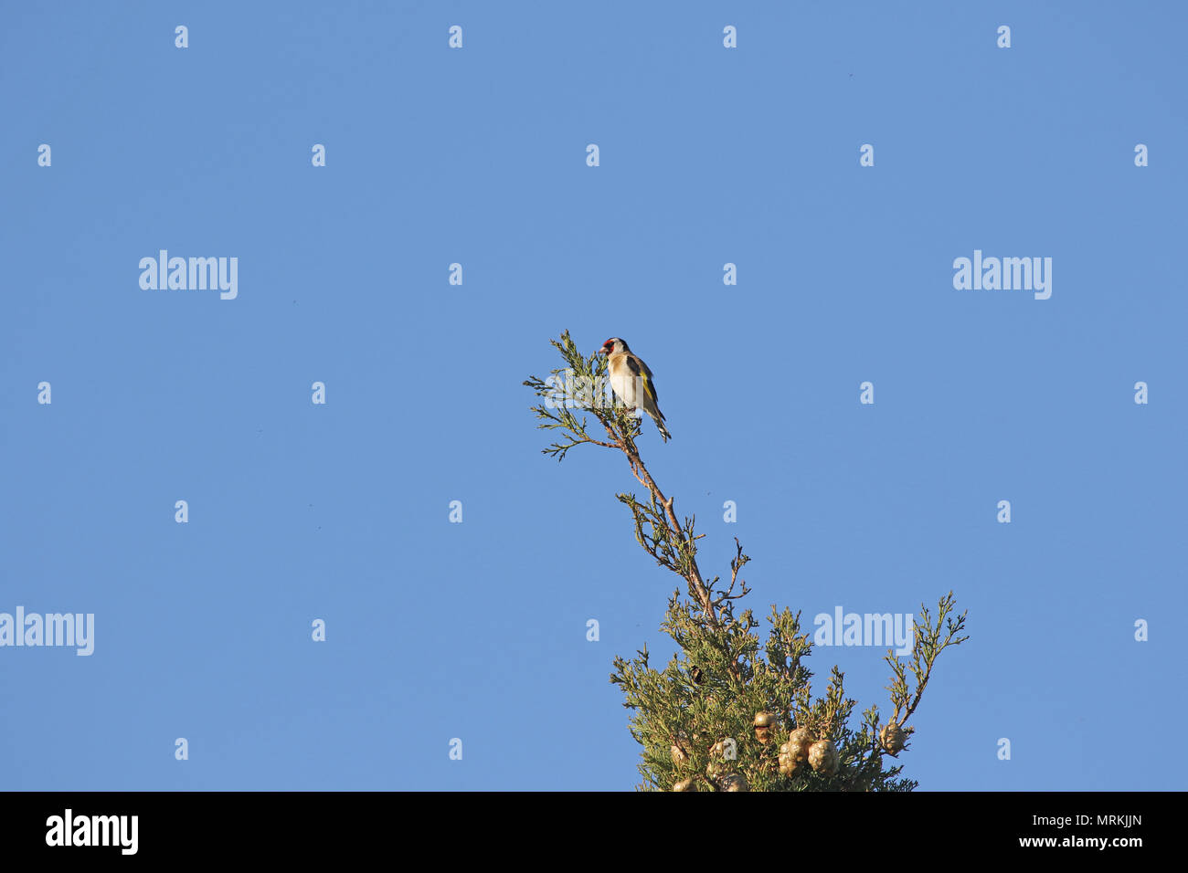 American gold finch family hi-res stock photography and images - Alamy