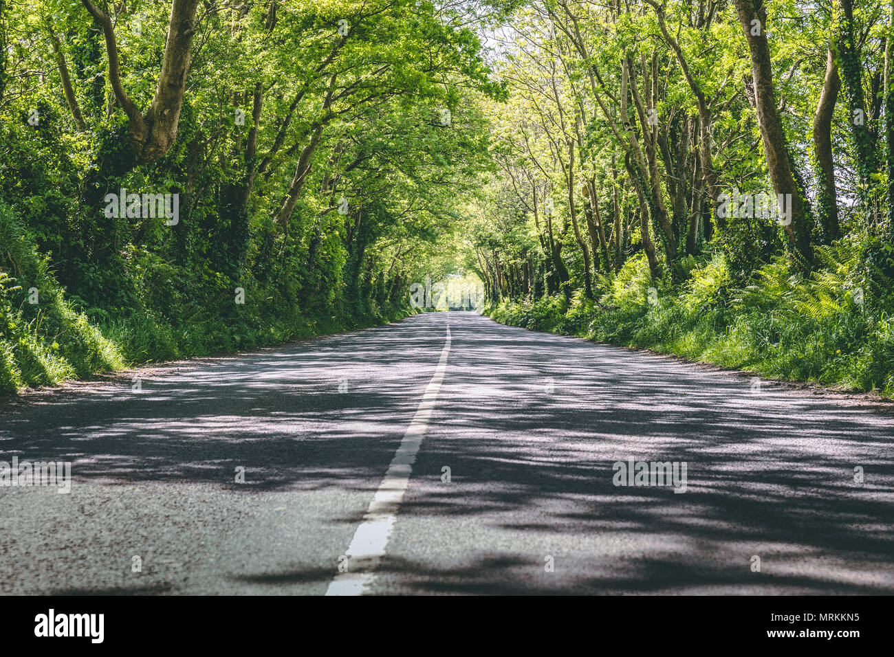 Irish countryside road with trees from each side creating an arch-like ...