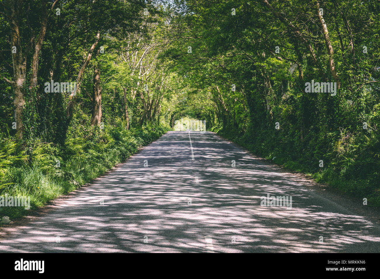 Irish countryside road with trees from each side creating an arch-like ...