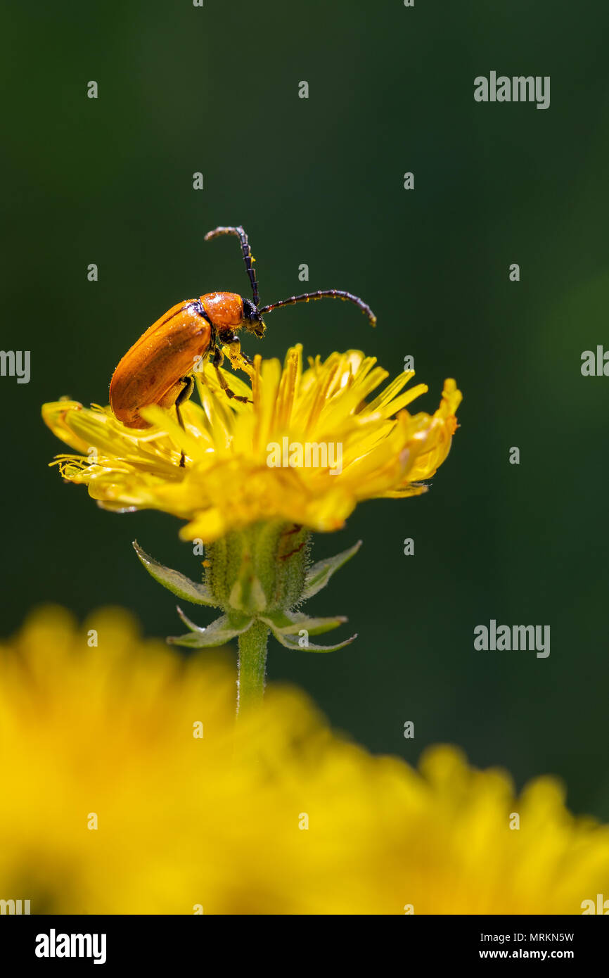 Orange beetle in grass hi-res stock photography and images - Alamy